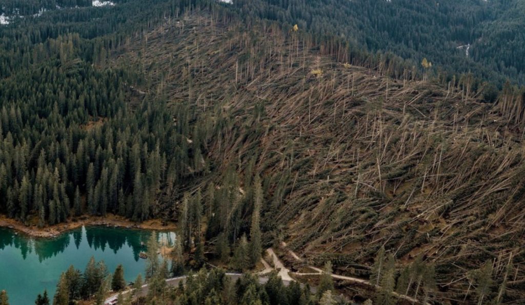Vaiawood: amplificare il grido della foresta distrutta dalla tempesta ...